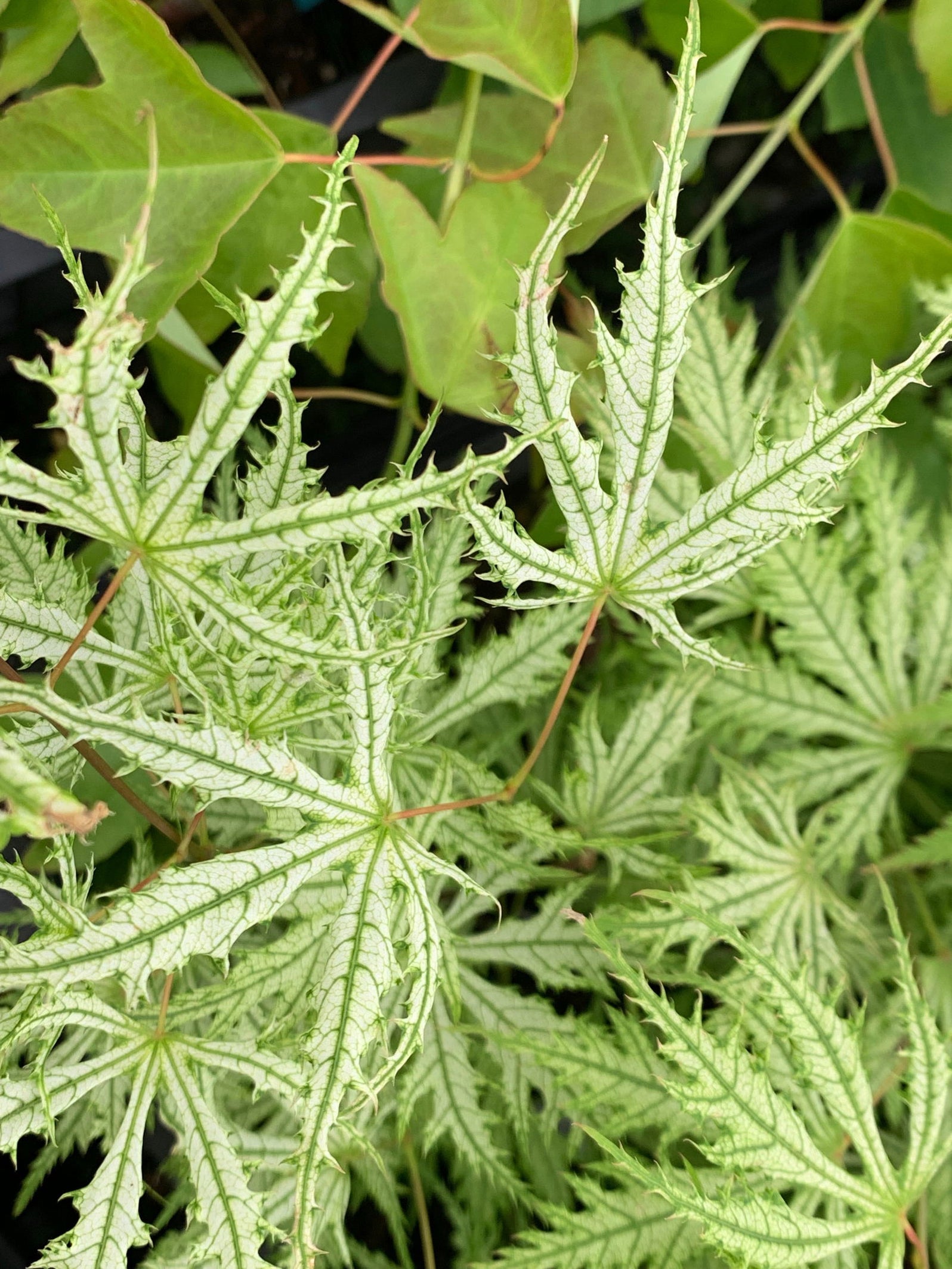 Buy Acer palmatum 'Sister Ghost' Japanese Maple — Mr Maple │ Buy ...