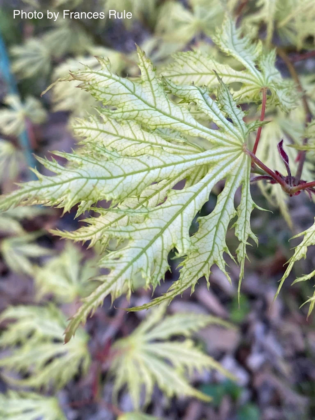 Buy Acer palmatum 'Sister Ghost' Japanese Maple — Mr Maple │ Buy ...