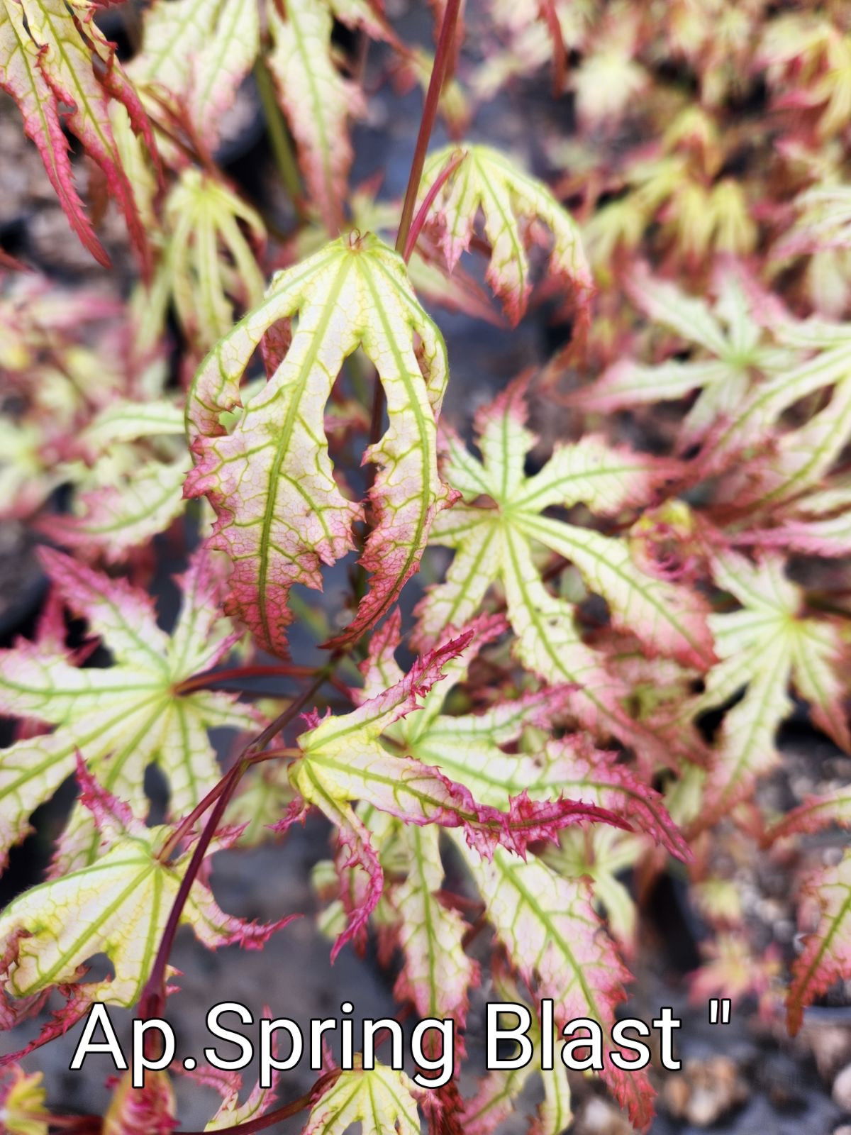 Buy Acer palmatum 'Spring Blast' Japanese Maple — Mr Maple │ Buy ...