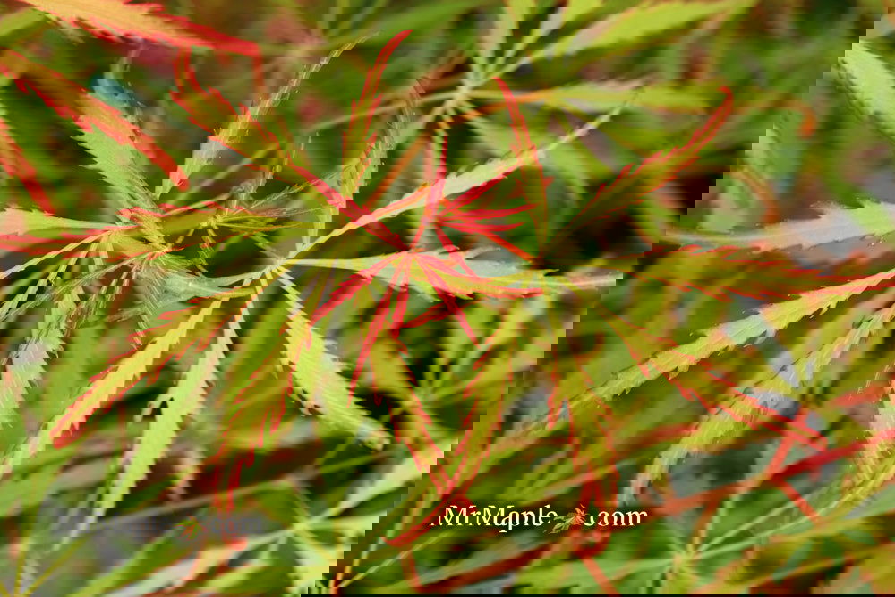 Buy Acer palmatum dissectum 'Spring Delight' Japanese Maple — Mr Maple ...