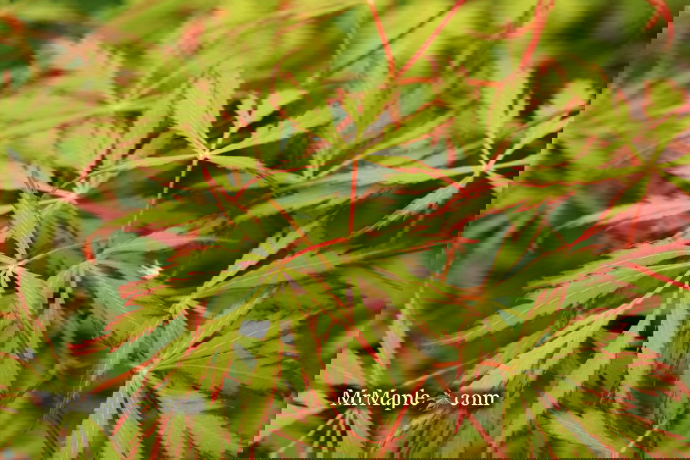 Buy Acer palmatum dissectum 'Spring Delight' Japanese Maple — Mr Maple ...