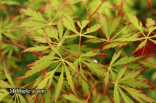 Buy Acer palmatum dissectum 'Spring Delight' Japanese Maple — Mr Maple ...