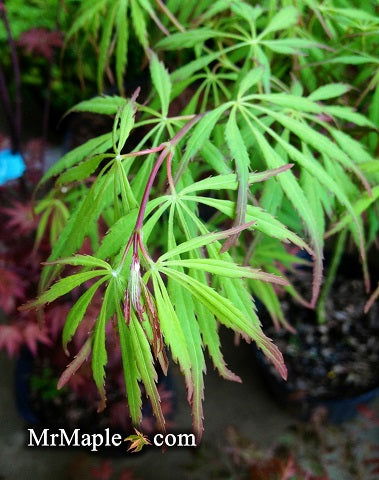 Buy Acer palmatum dissectum 'Spring Delight' Japanese Maple — Mr Maple ...