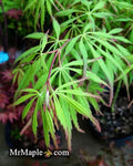 Buy Acer palmatum dissectum 'Spring Delight' Japanese Maple — Mr Maple ...