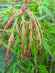 Buy Acer palmatum dissectum 'Spring Delight' Japanese Maple — Mr Maple ...
