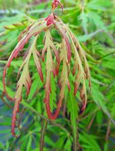 Buy Acer palmatum dissectum 'Spring Delight' Japanese Maple — Mr Maple ...