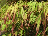 Buy Acer palmatum dissectum 'Spring Delight' Japanese Maple — Mr Maple ...