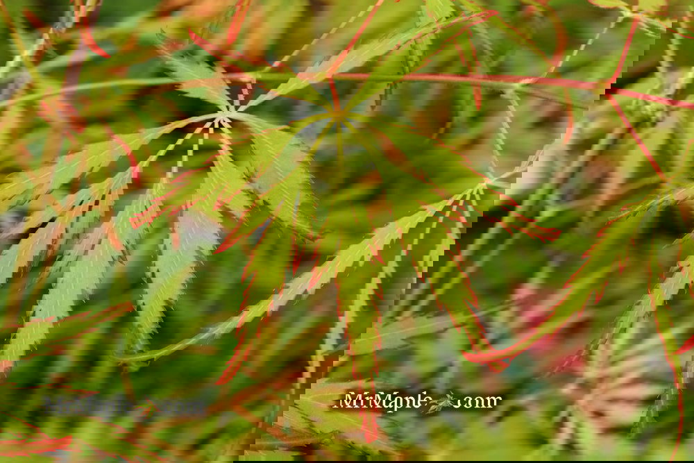 Buy Acer palmatum dissectum 'Spring Delight' Japanese Maple — Mr Maple ...