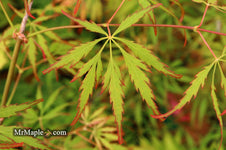 Buy Acer palmatum dissectum 'Spring Delight' Japanese Maple — Mr Maple ...