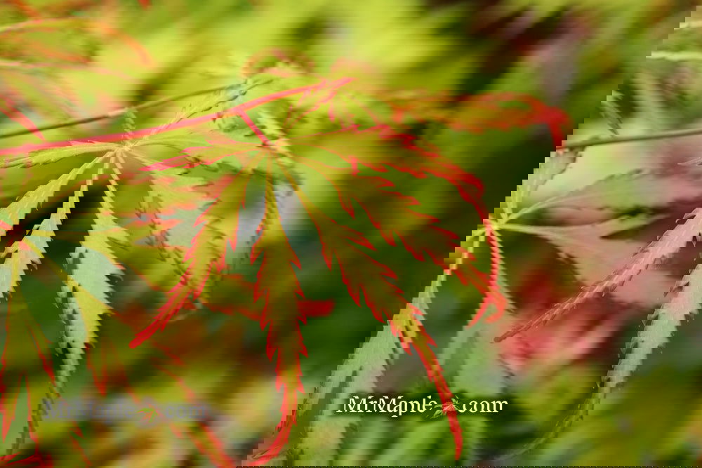 Buy Acer palmatum dissectum 'Spring Delight' Japanese Maple — Mr Maple ...