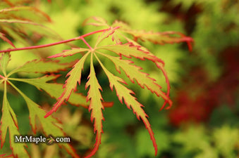 Buy Acer palmatum dissectum 'Spring Delight' Japanese Maple — Mr Maple ...
