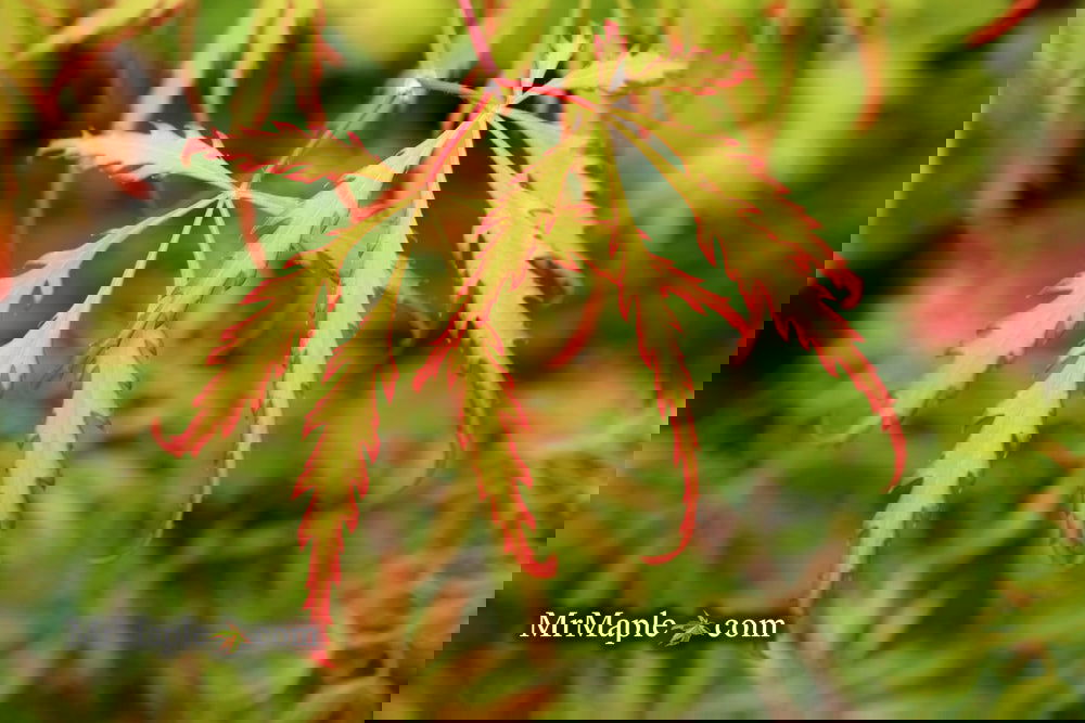 Buy Acer palmatum dissectum 'Spring Delight' Japanese Maple — Mr Maple ...