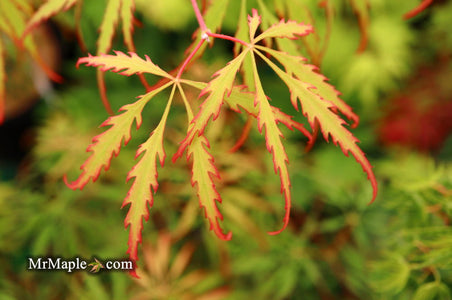 Buy Acer palmatum dissectum 'Spring Delight' Japanese Maple — Mr Maple ...