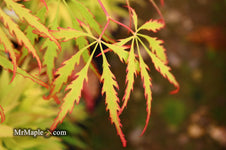 Buy Acer palmatum dissectum 'Spring Delight' Japanese Maple — Mr Maple ...