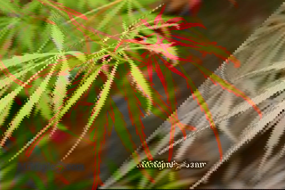 Buy Acer palmatum dissectum 'Spring Delight' Japanese Maple — Mr Maple ...