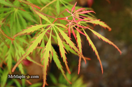 Buy Acer palmatum dissectum 'Spring Delight' Japanese Maple — Mr Maple ...