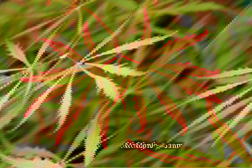 Buy Acer palmatum dissectum 'Spring Delight' Japanese Maple — Mr Maple ...