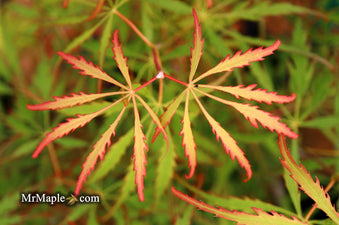 Buy Acer palmatum dissectum 'Spring Delight' Japanese Maple — Mr Maple ...