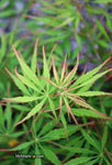 Buy Acer palmatum dissectum 'Spring Delight' Japanese Maple — Mr Maple ...