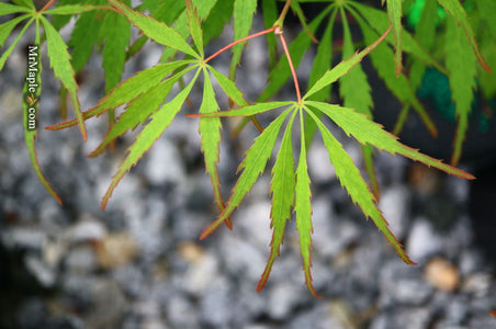 Buy Acer palmatum dissectum 'Spring Delight' Japanese Maple — Mr Maple ...