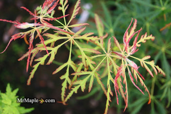 Buy Acer palmatum dissectum 'Spring Delight' Japanese Maple — Mr Maple ...
