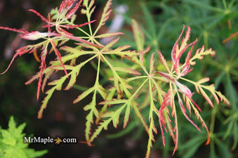 Buy Acer palmatum dissectum 'Spring Delight' Japanese Maple — Mr Maple ...