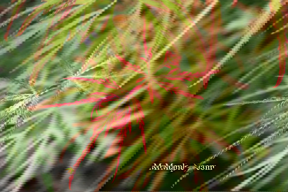 Buy Acer palmatum dissectum 'Spring Delight' Japanese Maple — Mr Maple ...