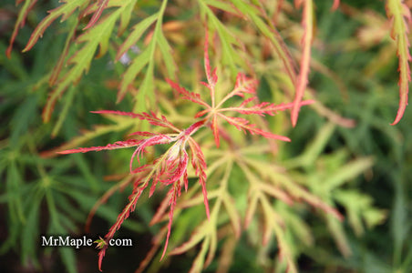 Buy Acer palmatum dissectum 'Spring Delight' Japanese Maple — Mr Maple ...