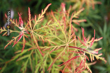 Buy Acer palmatum dissectum 'Spring Delight' Japanese Maple — Mr Maple ...