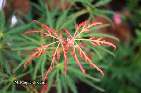 Buy Acer palmatum dissectum 'Spring Delight' Japanese Maple — Mr Maple ...