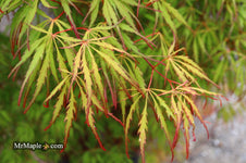Buy Acer palmatum dissectum 'Spring Delight' Japanese Maple — Mr Maple ...