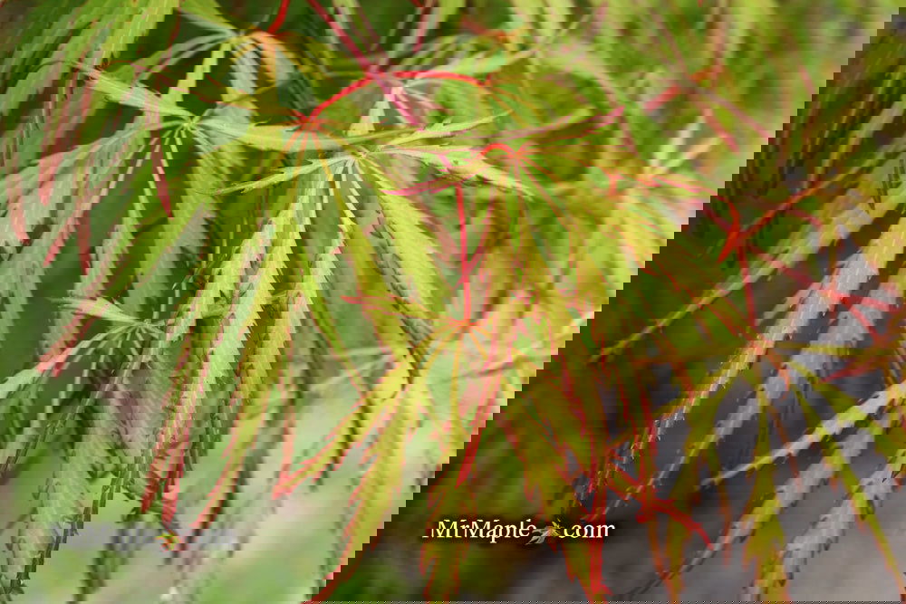 Buy Acer palmatum dissectum 'Spring Delight' Japanese Maple — Mr Maple ...