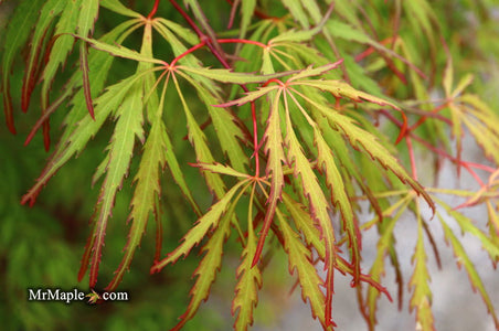 Buy Acer palmatum dissectum 'Spring Delight' Japanese Maple — Mr Maple ...