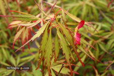 Buy Acer palmatum dissectum 'Spring Delight' Japanese Maple — Mr Maple ...