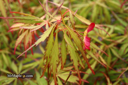 Buy Acer palmatum dissectum 'Spring Delight' Japanese Maple — Mr Maple ...