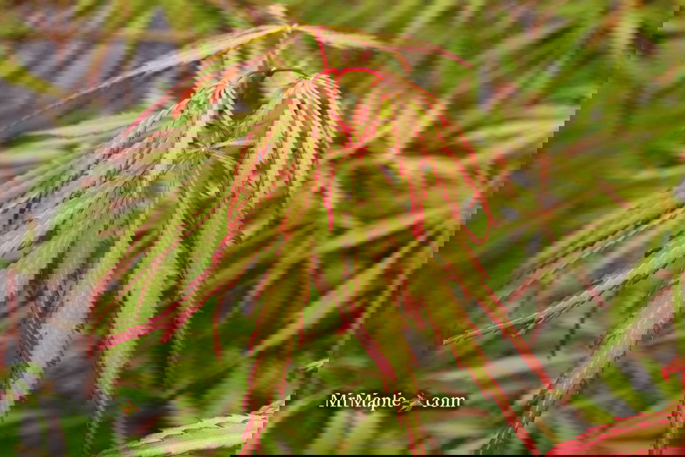 Buy Acer palmatum dissectum 'Spring Delight' Japanese Maple — Mr Maple ...