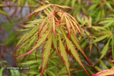 Buy Acer palmatum dissectum 'Spring Delight' Japanese Maple — Mr Maple ...
