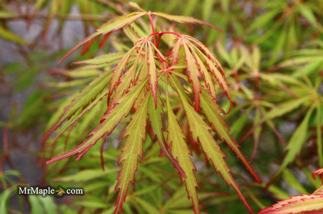 Buy Acer palmatum dissectum 'Spring Delight' Japanese Maple — Mr Maple ...