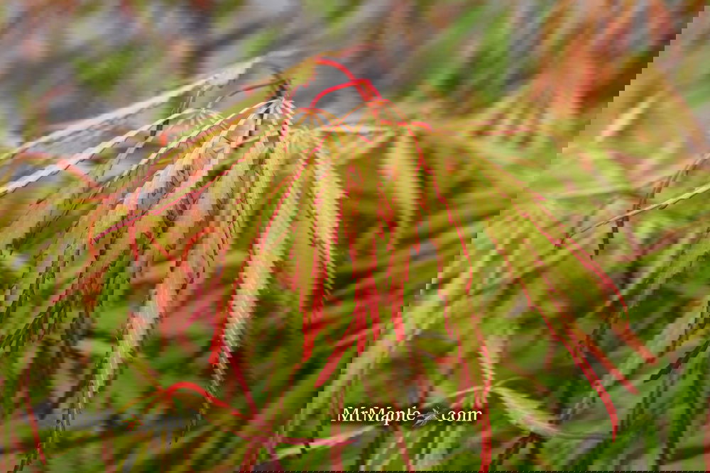 Buy Acer palmatum dissectum 'Spring Delight' Japanese Maple — Mr Maple ...