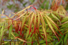 Buy Acer palmatum dissectum 'Spring Delight' Japanese Maple — Mr Maple ...