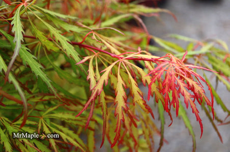 Buy Acer palmatum dissectum 'Spring Delight' Japanese Maple — Mr Maple ...