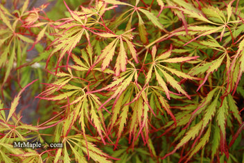 Buy Acer palmatum dissectum 'Spring Delight' Japanese Maple — Mr Maple ...