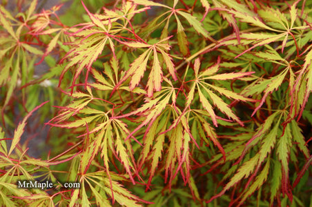 Buy Acer palmatum dissectum 'Spring Delight' Japanese Maple — Mr Maple ...