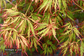 Buy Acer palmatum dissectum 'Spring Delight' Japanese Maple — Mr Maple ...