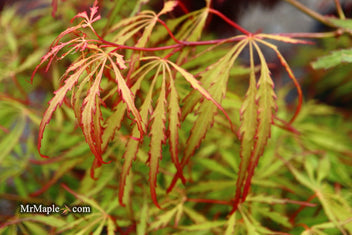 Buy Acer palmatum dissectum 'Spring Delight' Japanese Maple — Mr Maple ...