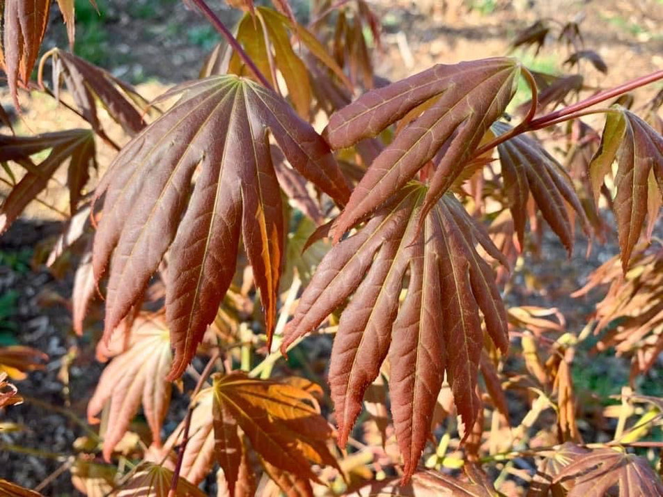 Buy Acer palmatum 'Spring Plum' Japanese Maple — Mr Maple │ Buy ...