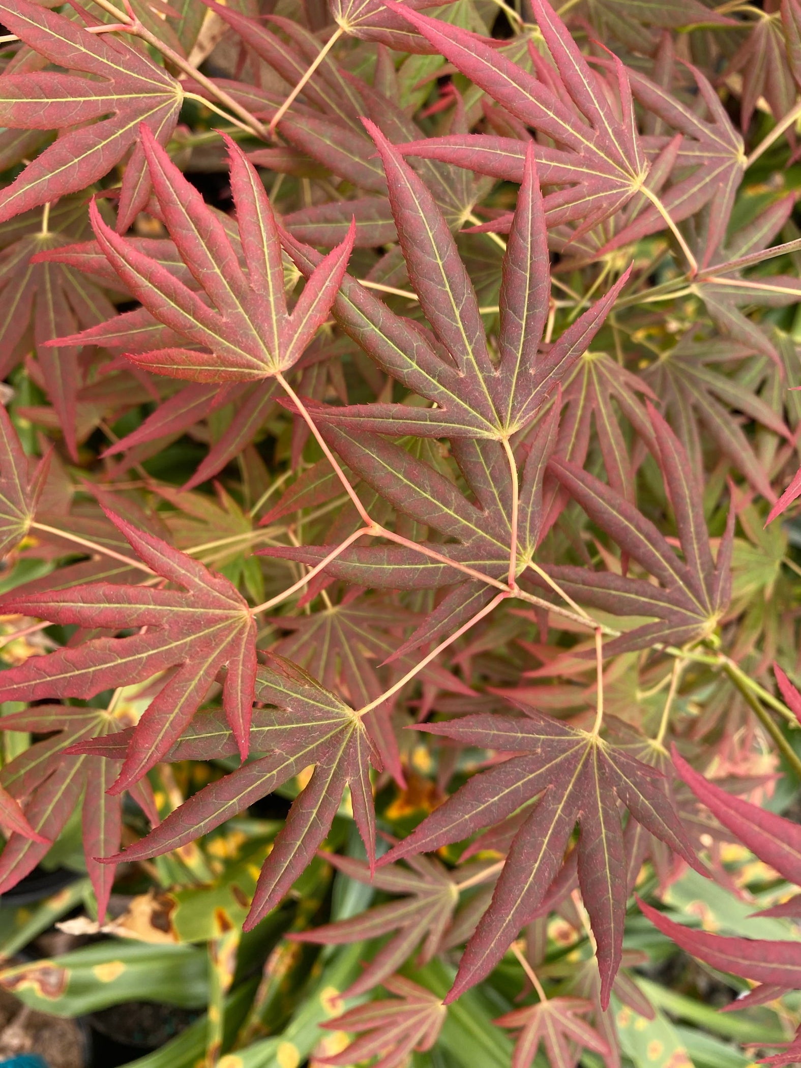 Buy Acer palmatum 'Spring Plum' Japanese Maple — Mr Maple │ Buy ...