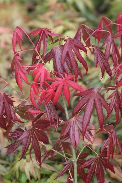 Buy Acer palmatum 'Spring Plum' Japanese Maple — Mr Maple │ Buy ...