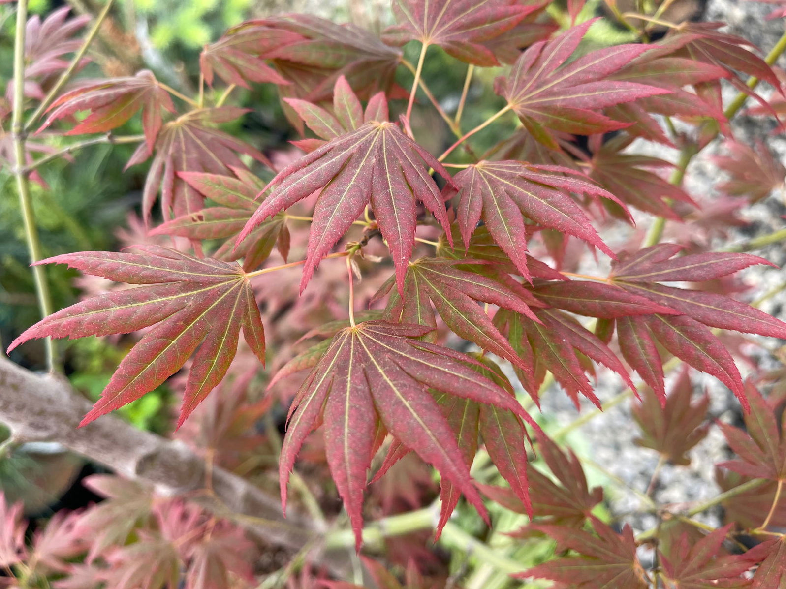 Buy Acer palmatum 'Spring Plum' Japanese Maple — Mr Maple │ Buy ...