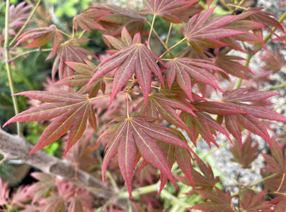 Buy Acer palmatum 'Spring Plum' Japanese Maple — Mr Maple │ Buy ...